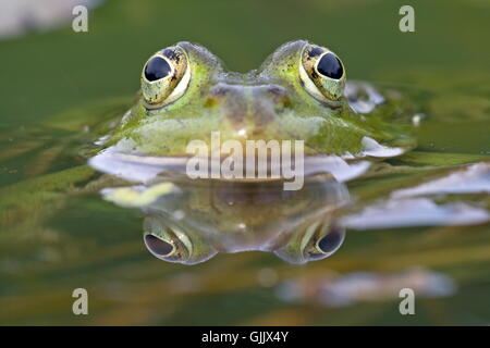 amphibian, eyes, amphibians, frog, frontally, amphibian, eyes ...