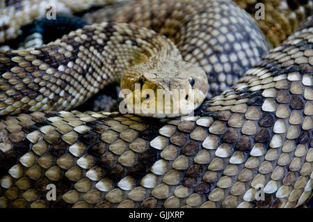 Timber Rattlesnake (Crotalus horridus), skin detail Stock Photo - Alamy