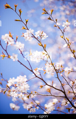 beautiful, beauteously, nice, detail, environment, enviroment, garden ...