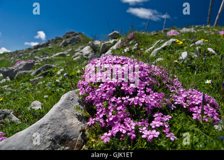 alps, flower, flowers, plant, mountain lake, glacier, snow, salt Stock ...