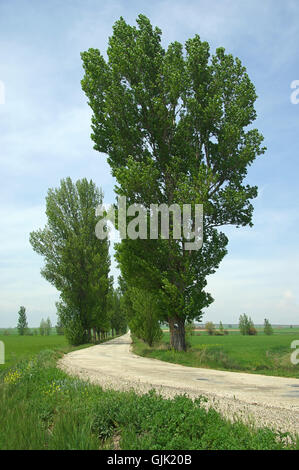 tree trees deciduous tree poplar path way street road plant blue tree ...