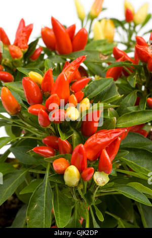 RED CHILLI PEPPER ON BUSH Stock Photo - Alamy
