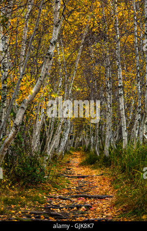Deciduous forest in autumn, Acadia National Park, Maine Stock Photo - Alamy