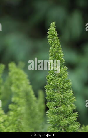 Close up Asparagus ornamental plant tree in the public park garden ...