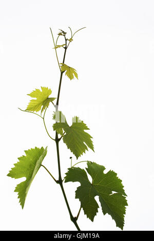 optional green vine leaves vine grape vine grape-vine backdrop ...