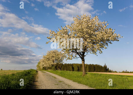 A dirt road and flowering fruit trees in spring in Poland Stock Photo ...