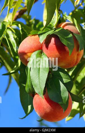 vitamins vitamines tree agriculture farming ripe fruit apples apple ...