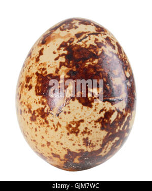 Vertical photo of single quail egg which is placed on old worn grey ...