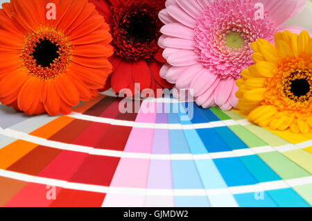 Colour sample with gerbera Stock Photo - Alamy