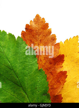 Cycle of Leaf - life cycle of a leaf as it changes color Stock Photo ...