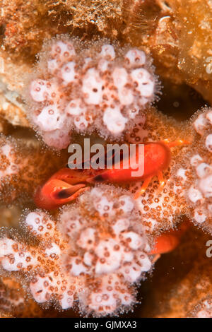 blue liquid fish underwater salt water sea ocean water fluid blue ...