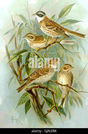 Rustic bunting (Emberiza rustica) in Japan Stock Photo - Alamy