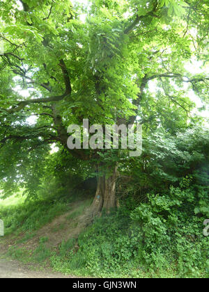 's-Gravenvoeren, a village in Belgium, is known for its historical ...
