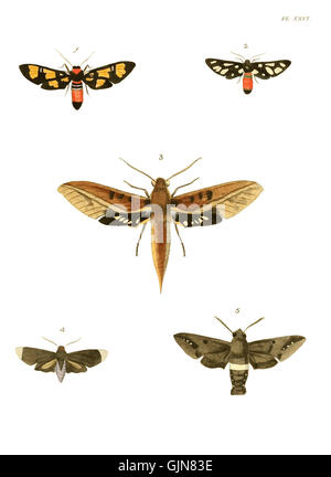 A detailed illustration from 'Exotic Entomology II,' showcasing various ...
