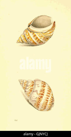 Zoological Illustrations Volume III, Plate 149, showcases detailed ...