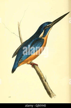 A historical document features illustrations of various animal forms ...