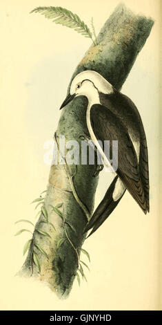 Plate 9 from 'Zoological Illustrations Volume I,' featuring precise ...