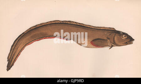 Zoarces viviparus, Eelpout, Viviparous Blenny, White Sea, Russia Stock ...