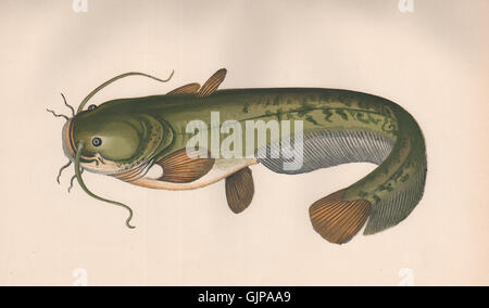 wels catfish, Silurus glanis, 19th century illustration by Paul ...