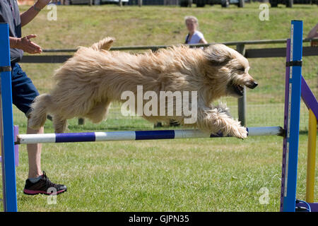 Dog jumping agility competition Stock Photo - Alamy