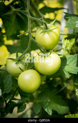 A tomato Solanum lycopersicum plant with green leaves is growing in a ...