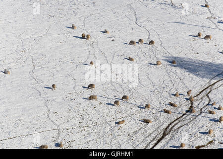 Sheep flock in snow Stock Photo - Alamy