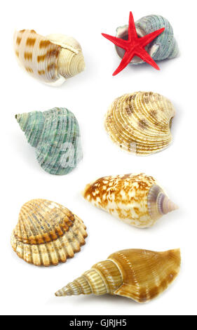 snail, sea animal, arrangement, starfish, sponge, ??urchins, urchins ...