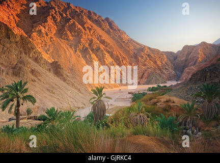 Egypt, desert of Sinaï, oasis of Wadi Feiran, farmer Bedouin and date ...