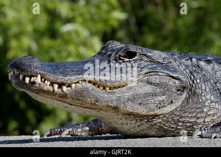 animal, wild, swamp, crocodile, amphibians, rare, wildlife, reptiles ...