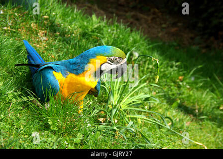 bird birds feathering Stock Photo - Alamy