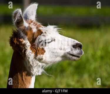 The mouth and nose of a lama Stock Photo - Alamy