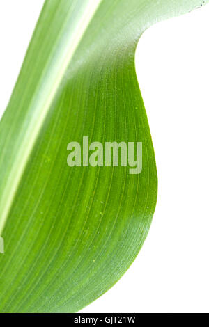corn leaf - isolated Stock Photo - Alamy