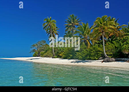 palm tree pacific salt water sea ocean water kitsch the South Seas ...