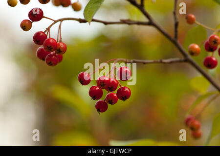 deciduous tree progenies fruits rowan berry korea berry red fall autumn ...