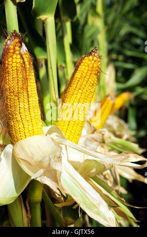 leaf, life, exist, existence, living, lives, live, environment ...