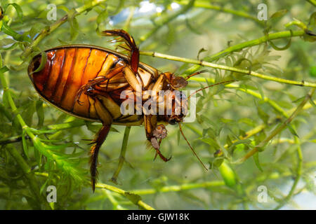 Gelbrandkäfer, Männchen, Dytiscus dimidiatus, Diving Beetle, Thick ...