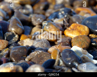 Mussels shells on stone rock on the beach texture pattern in Patong ...