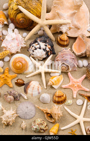 dried sea shell of conch mollusk isolated on white background Stock ...