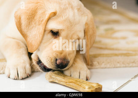 fodder dog puppy Stock Photo - Alamy