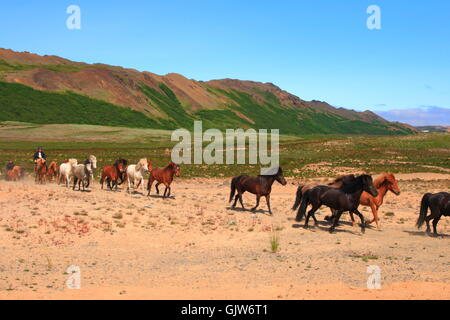 ride horse steps step gallop pony rider equestrian iceland passport ...