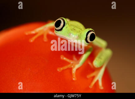Lemur treefrog Phyllomedusa lemur Costa Rica Stock Photo - Alamy