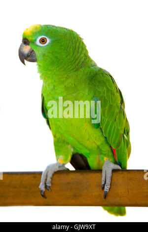 Big green parrot (Amazona) is sitting in the cage on pet market Stock ...