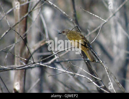 olive bulbul is a species of songbird in the bulbul family ...