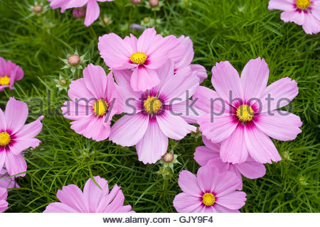 Cosmos Bipinnatus Casanova Pink flowers Stock Photo - Alamy