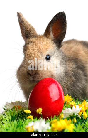 beautiful, beauteously, nice, sweet, animal, pet, mammal, wood, curious ...