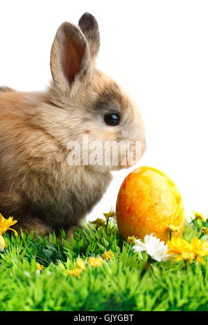 beautiful, beauteously, nice, sweet, animal, pet, mammal, fur, small ...