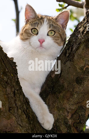 tree look glancing see view looking peeking looking at helpless ...