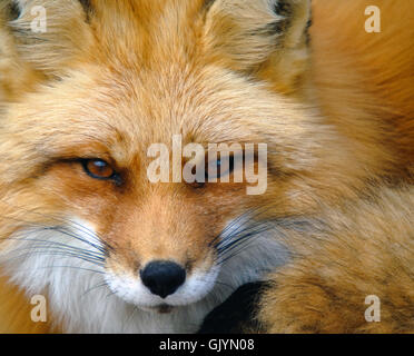 animal wild fur fox canine red animal mammal wild portrait fur dog ...
