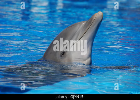 dolphin pinball sea animal porpoise dolphins water blue animal mammal ...