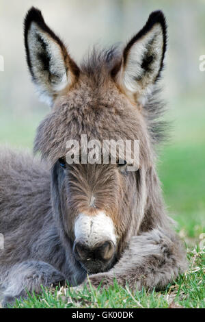 obstinate donkey horse foal young animal farm animal agriculture ...